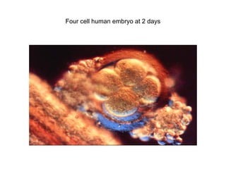 Fertilization, implantaion and embryology | PPT