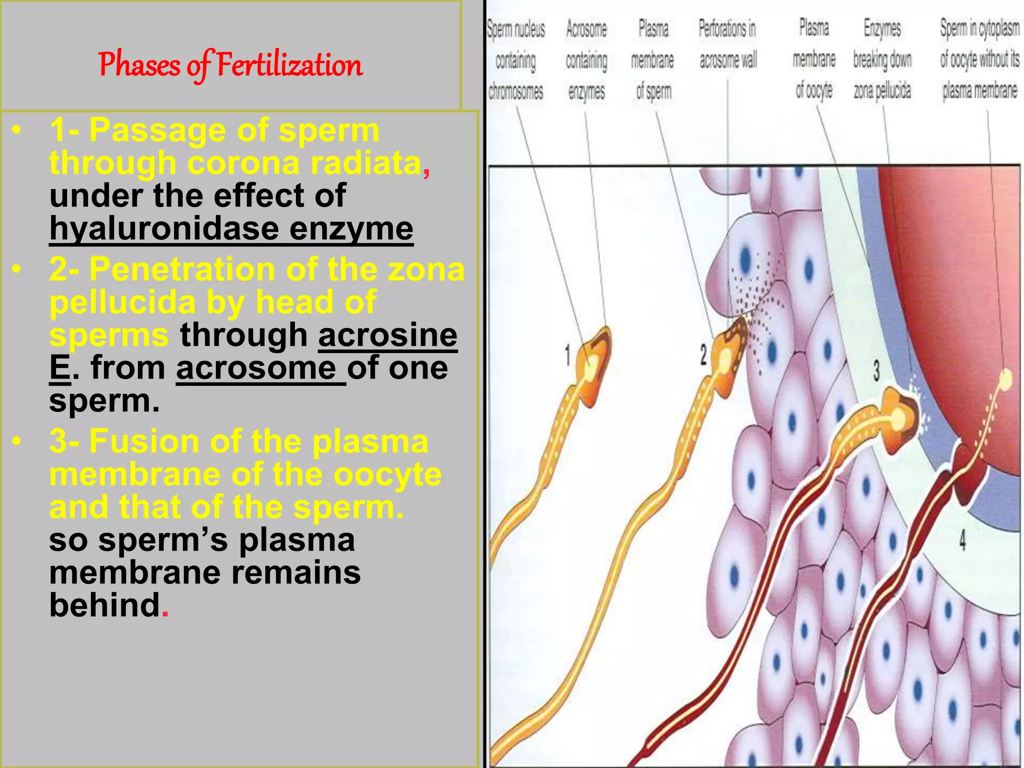 FERTILIZATION,IMPLANTATION & FETAL DEVELOPMENT | PPTX