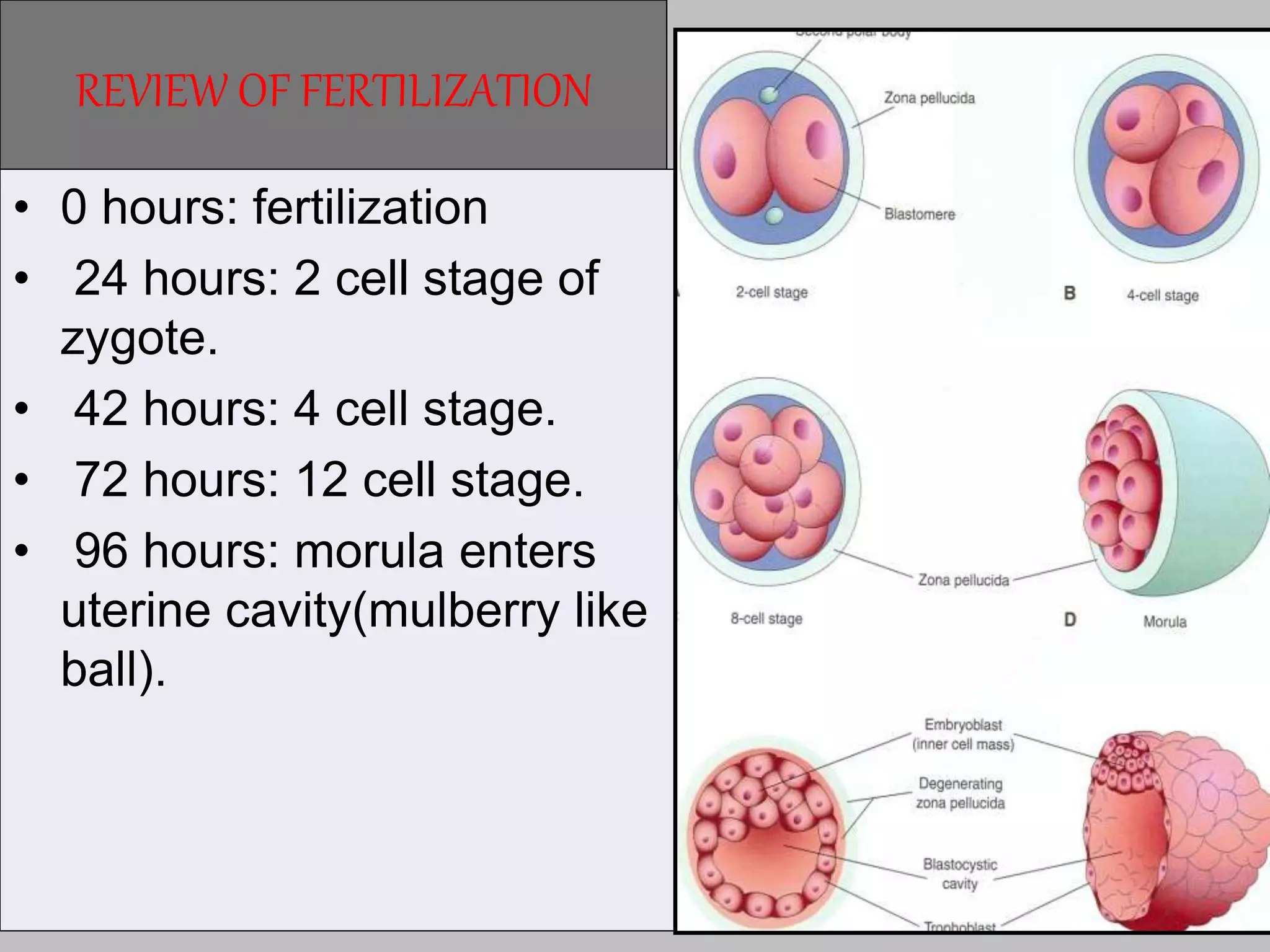 FERTILIZATION,IMPLANTATION & FETAL DEVELOPMENT | PPTX