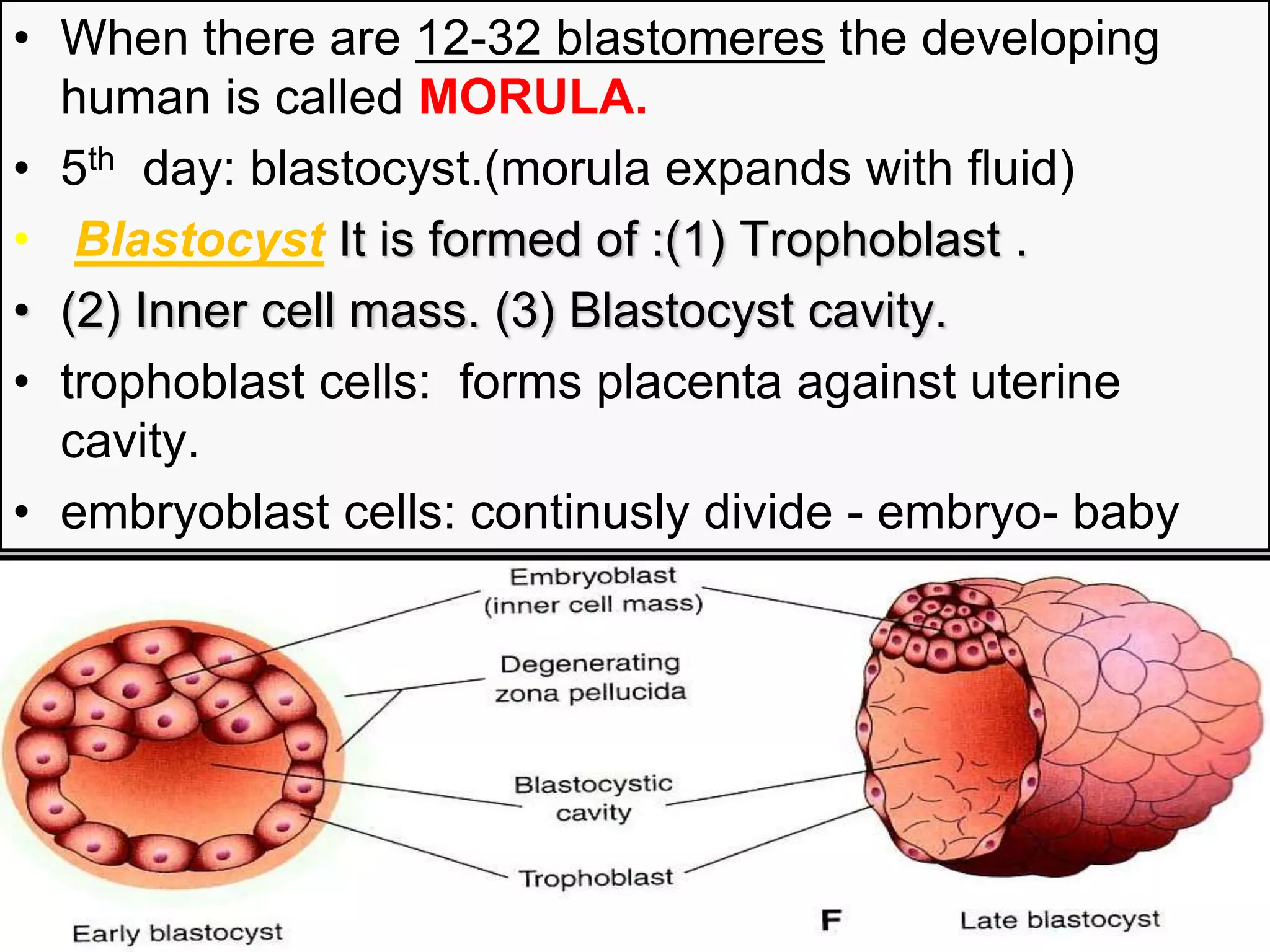 FERTILIZATION,IMPLANTATION & FETAL DEVELOPMENT | PPTX