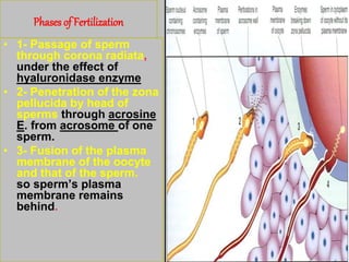 FERTILIZATION,IMPLANTATION & FETAL DEVELOPMENT | PPTX