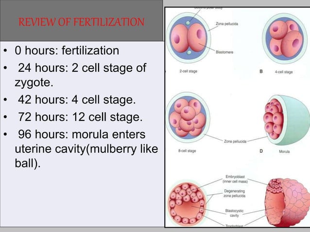 FERTILIZATION,IMPLANTATION & FETAL DEVELOPMENT | PPT