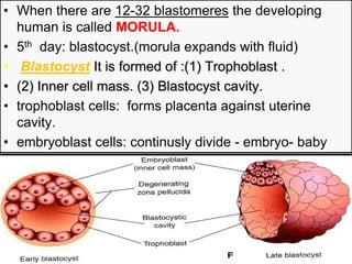 FERTILIZATION,IMPLANTATION & FETAL DEVELOPMENT | PPT
