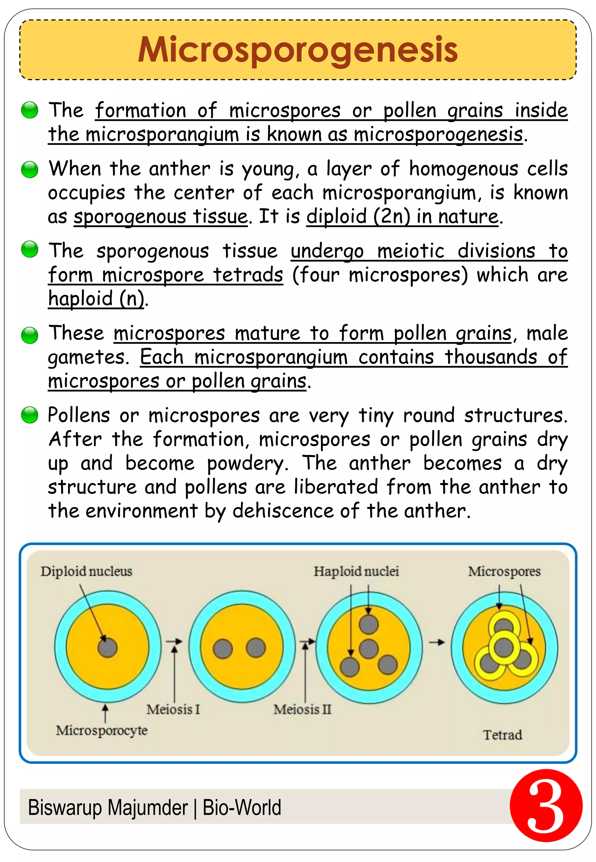Fertilization in Flowering Plants | PDF