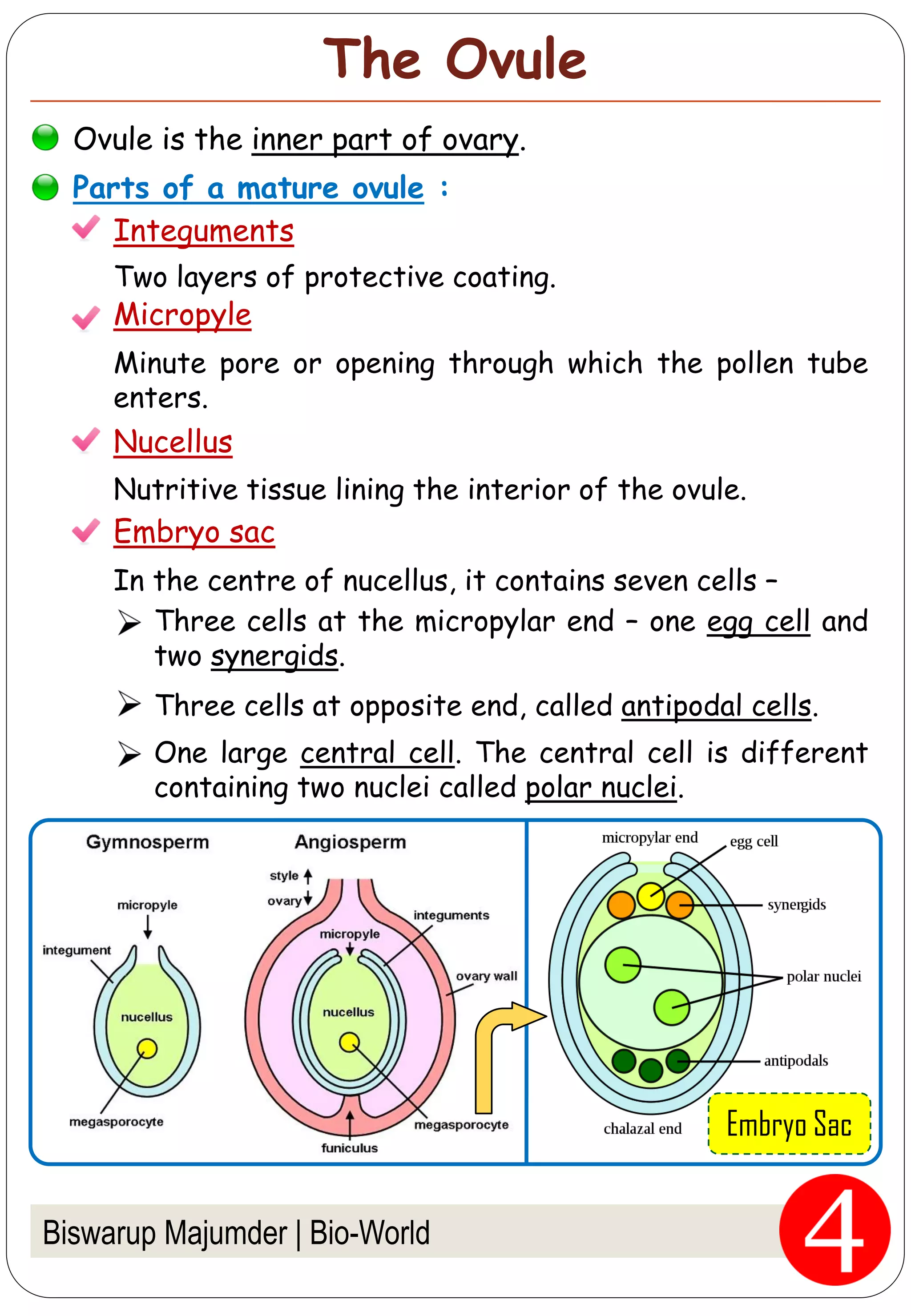 Fertilization in Flowering Plants | PDF