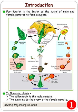 Fertilization in Flowering Plants | PDF