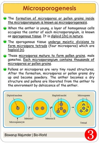 Fertilization in Flowering Plants | PDF