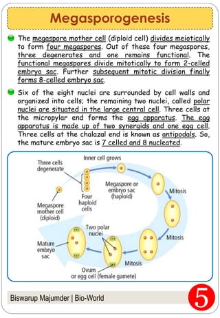 Fertilization in Flowering Plants | PDF