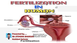fertilization in human Slide share | PPTX