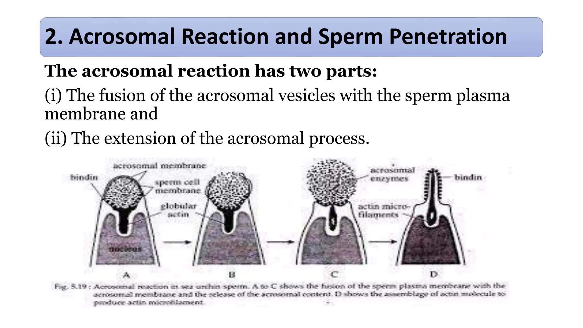 Fertilization in sea urchin | PPTX