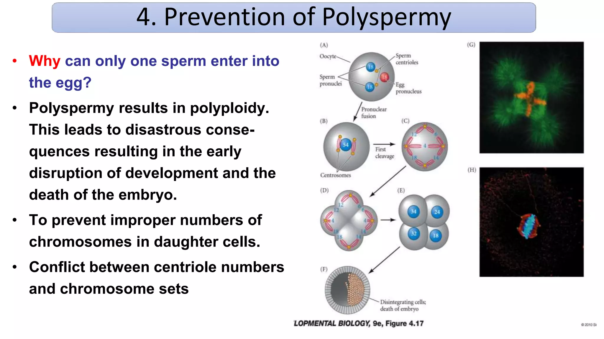 Fertilization in sea urchin | PPTX