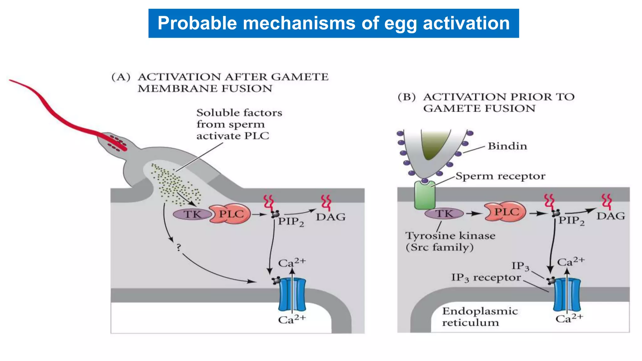 Fertilization in sea urchin | PPTX