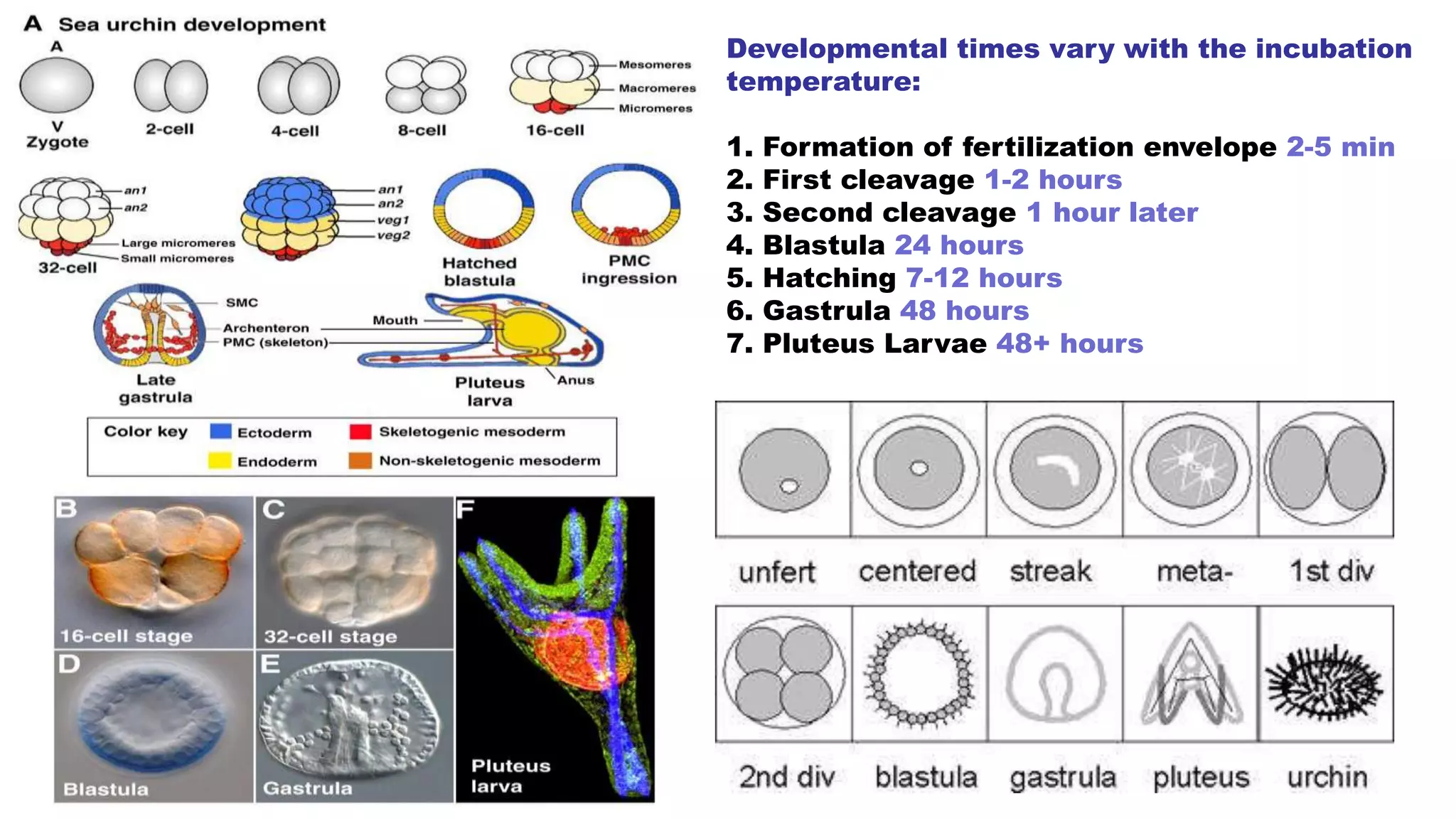 Fertilization in sea urchin | PPTX