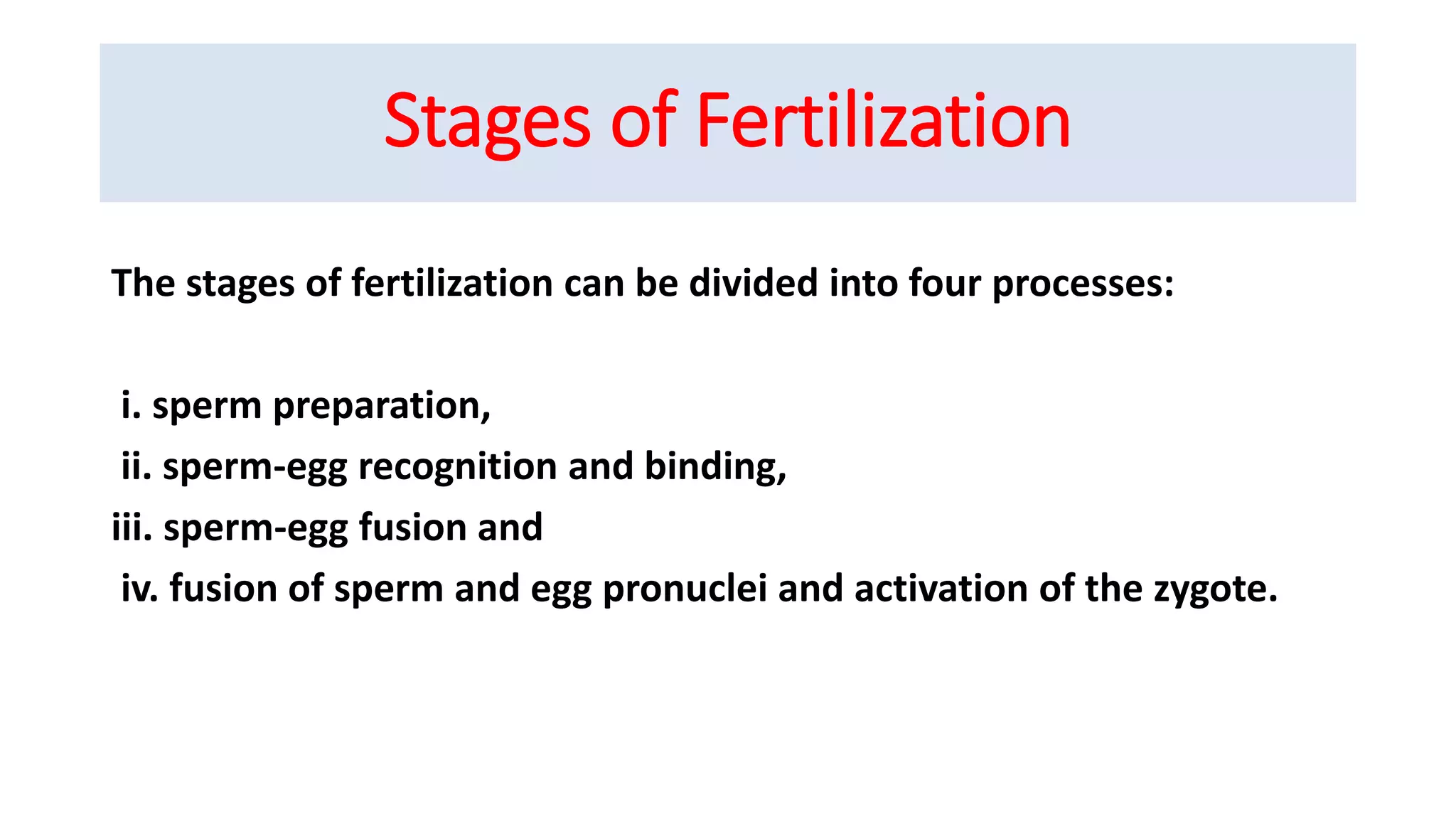 Fertilization in sea urchin | PPTX