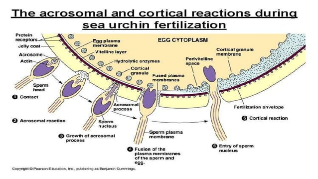 Fertilization in sea urchin | PPTX
