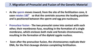 Fertilization in sea urchin | PPTX