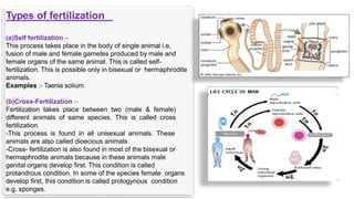 Fertilization in sea urchin | PPTX