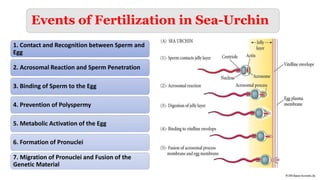 Fertilization in sea urchin | PPTX