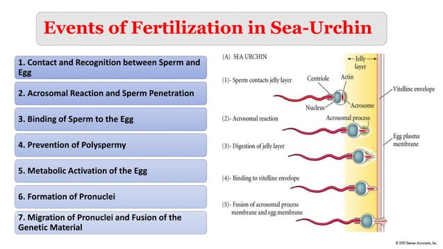 Fertilization in sea urchin | PPTX
