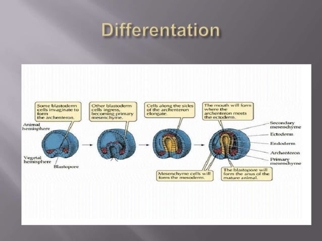 Fertilizationnotes 140122140506 Phpapp02 Pdf