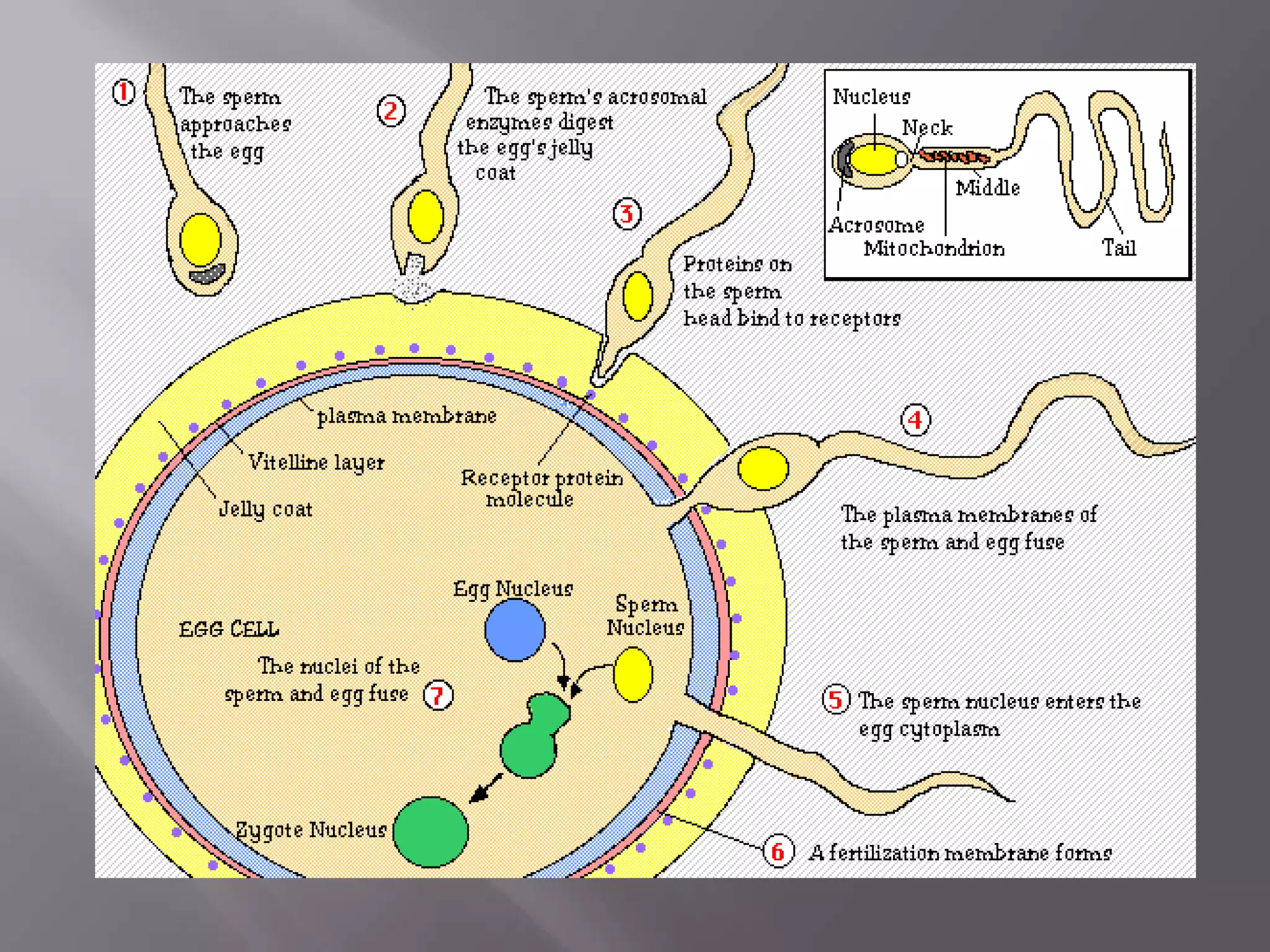 Fertilization notes | PPTX