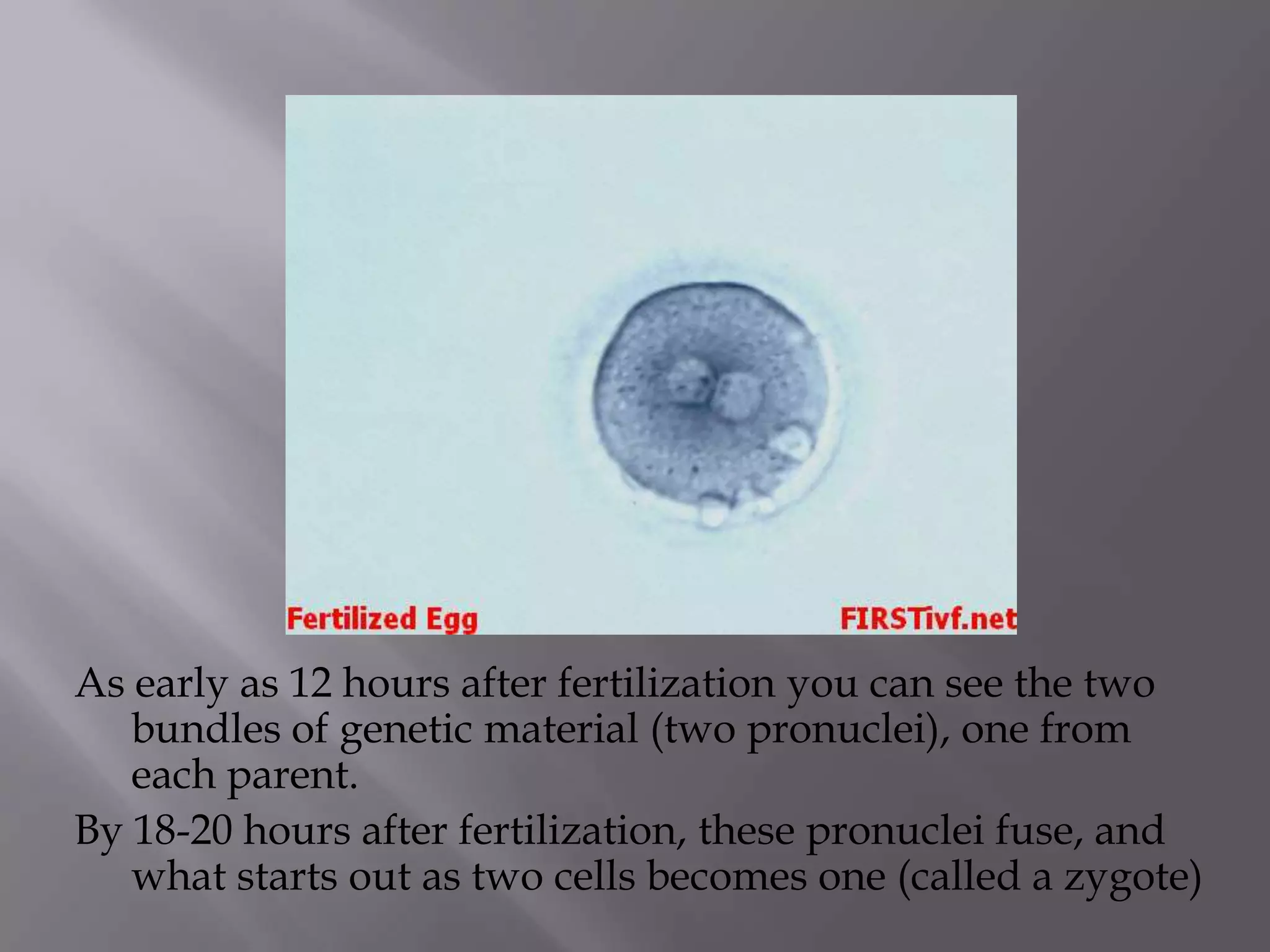 Fertilization notes | PPTX