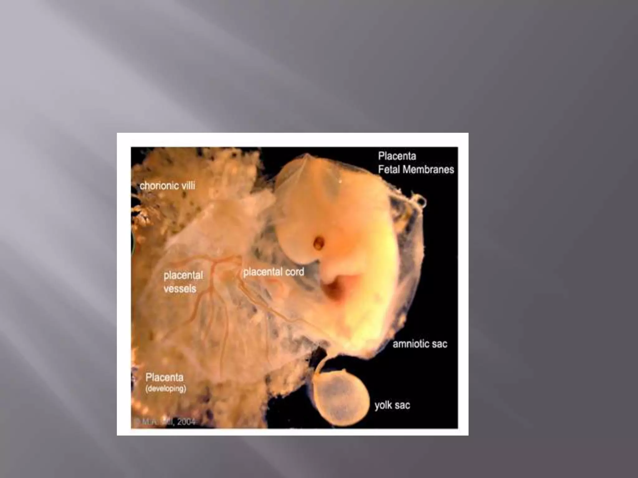 Fertilization notes | PPTX
