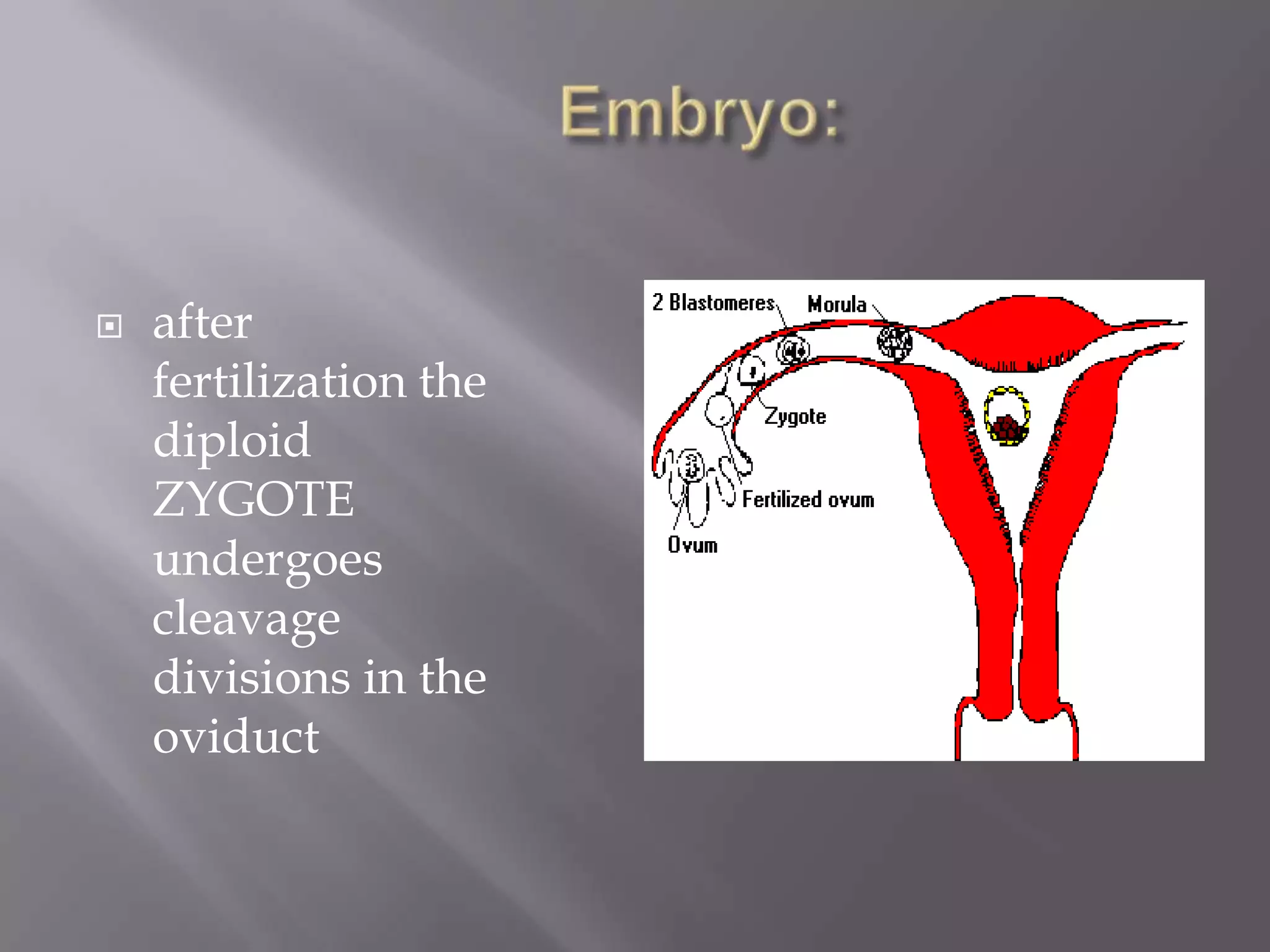 Fertilization notes | PPTX