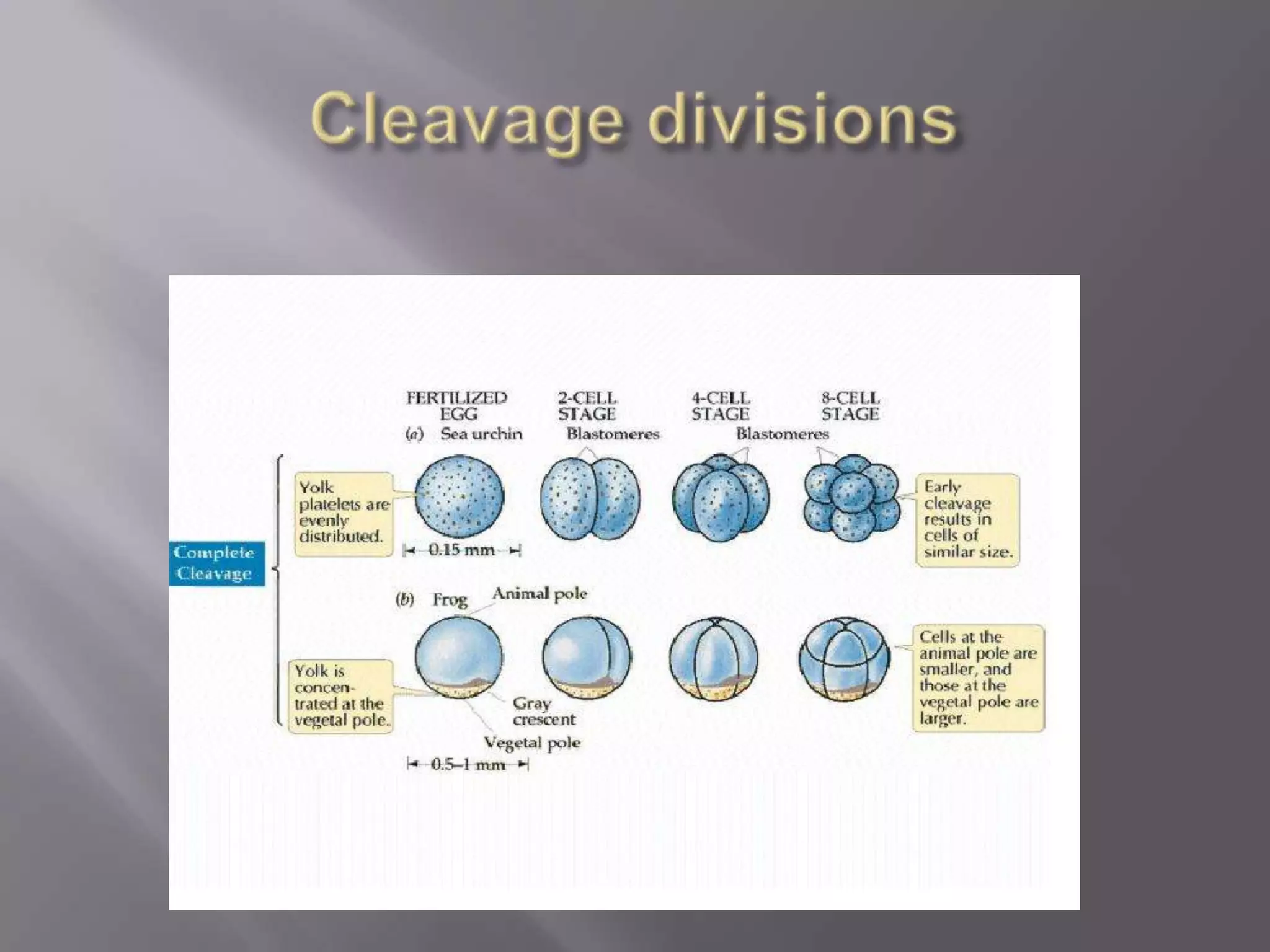 Fertilization notes | PPTX
