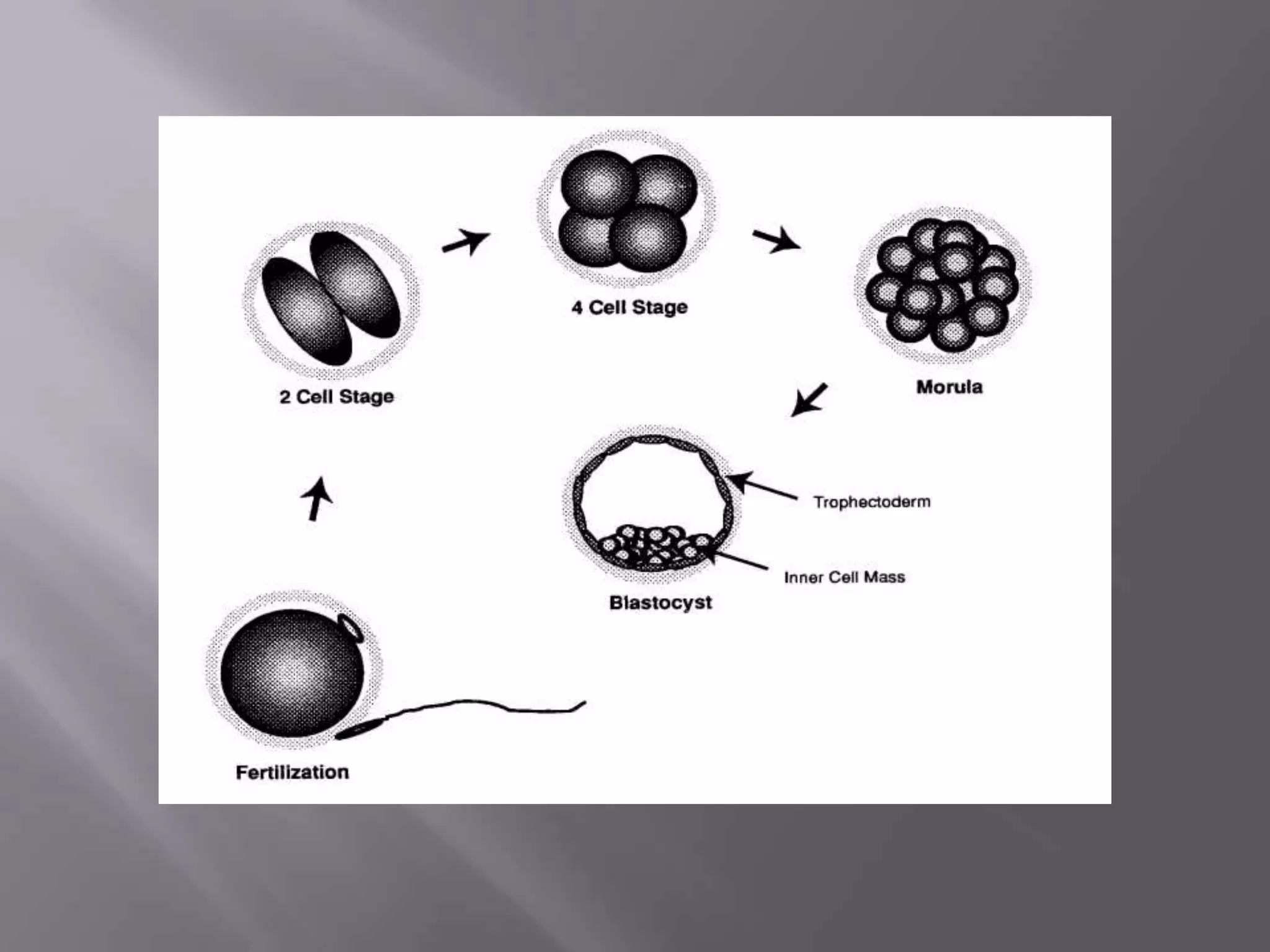 Fertilization notes | PPTX