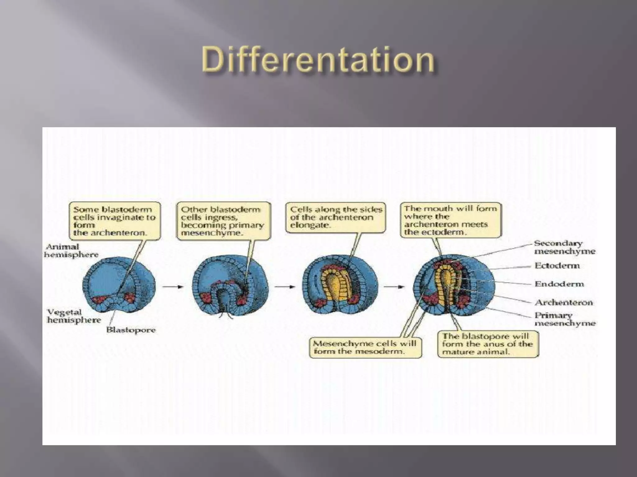 Fertilization notes | PPTX