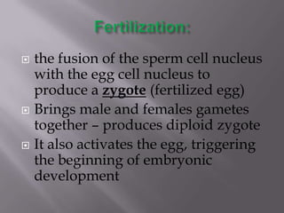 Fertilization notes | PPT