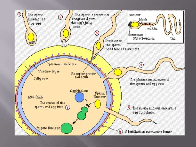 246 Fertilization And Early Embryonic Development