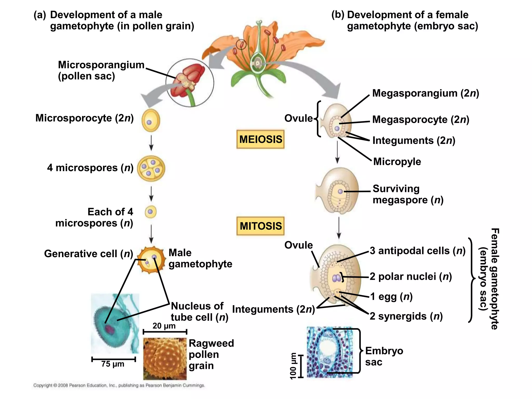 Fertilization of angiospermic plant | PPTX