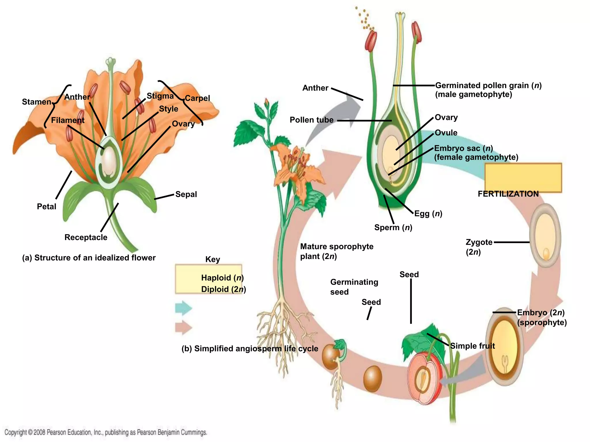 Fertilization of angiospermic plant | PPTX