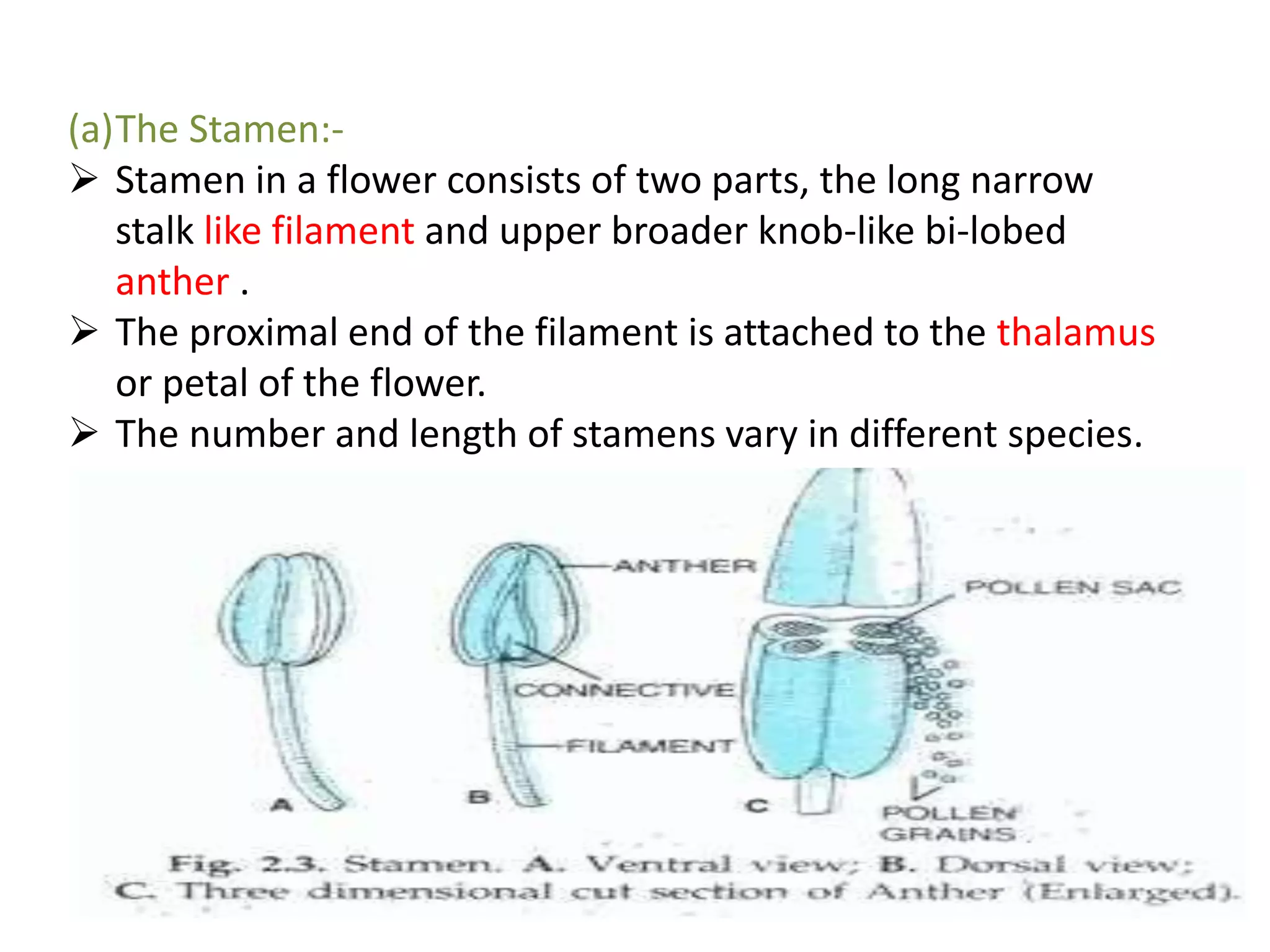 Fertilization of angiospermic plant | PPTX