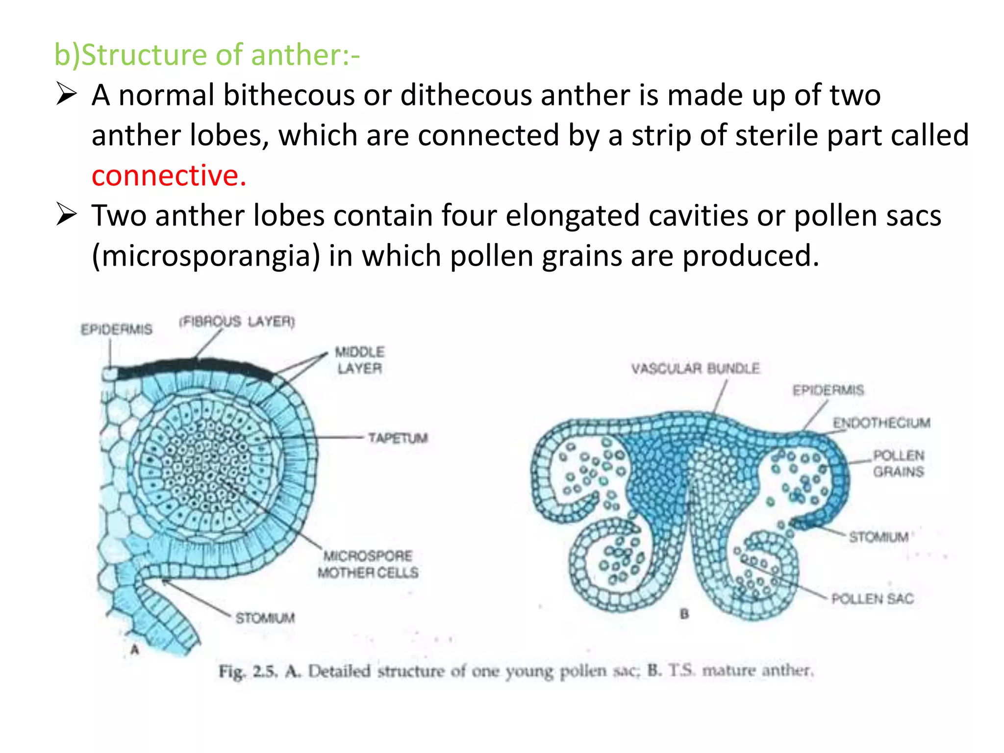 Fertilization of angiospermic plant | PPTX