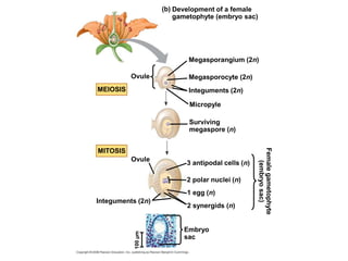 Fertilization of angiospermic plant | PPTX