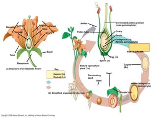 Fertilization of angiospermic plant | PPT