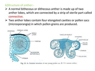 Fertilization of angiospermic plant | PPTX