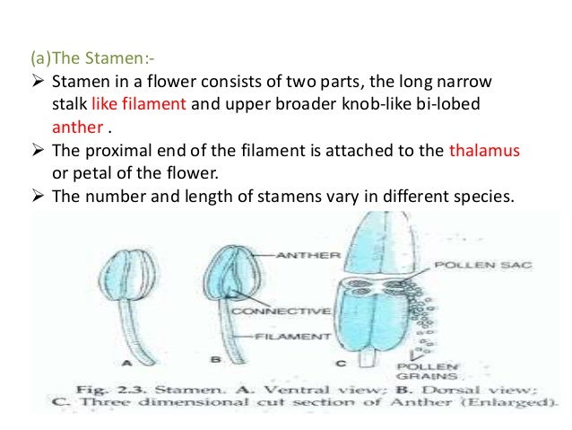 Fertilization of angiospermic plant