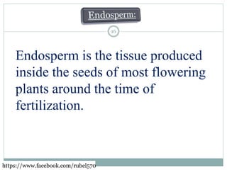 PPT on Fertilization of plants | PPTX