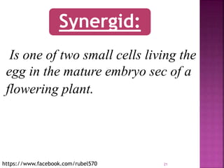 PPT on Fertilization of plants | PPTX