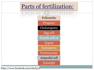 PPT on Fertilization of plants | PPTX