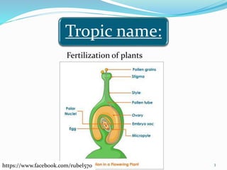 Fertilization Process In Plants
