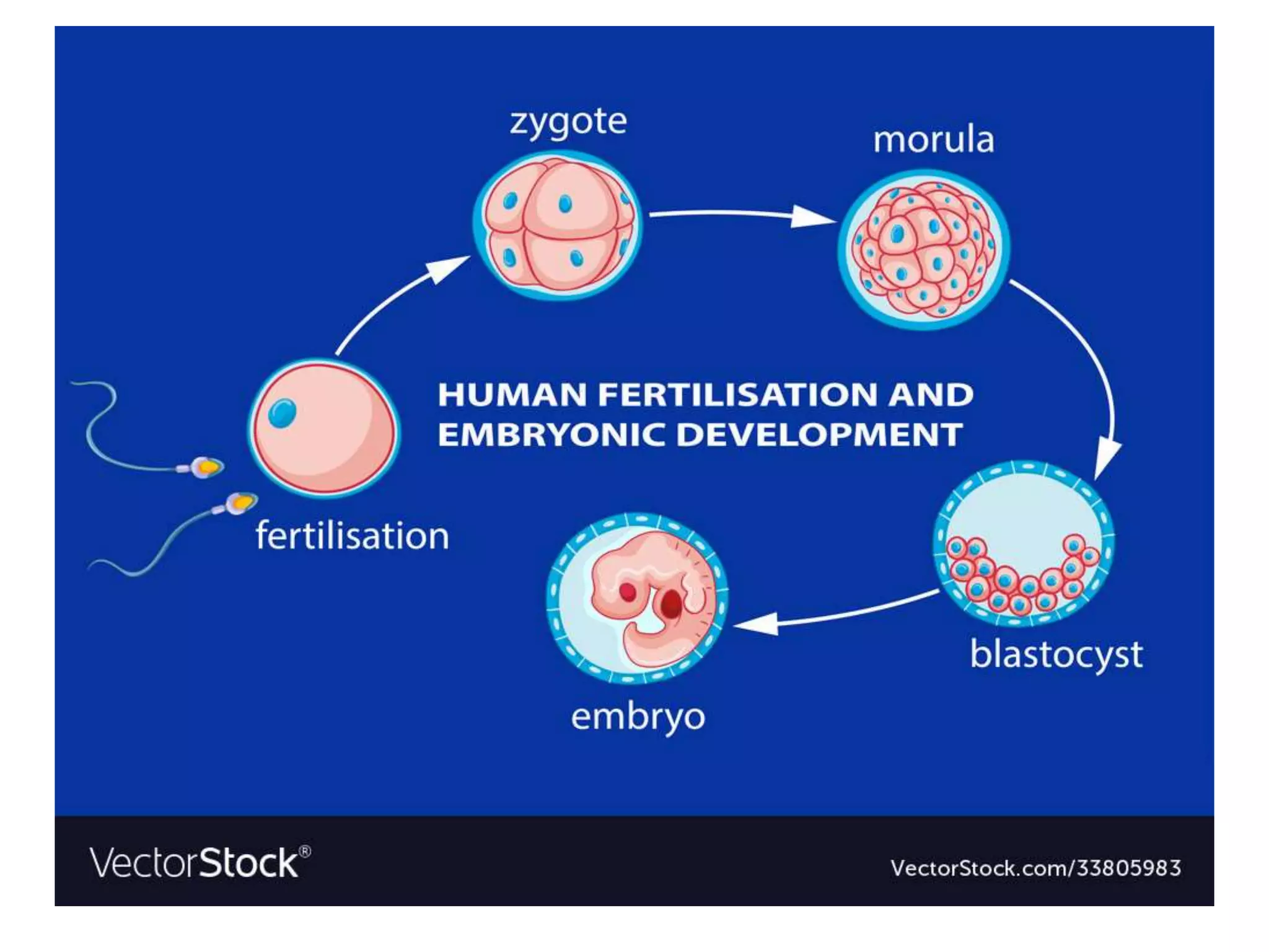 Fertilization, placenta, umbilical cord& amniotic fluid | PPTX
