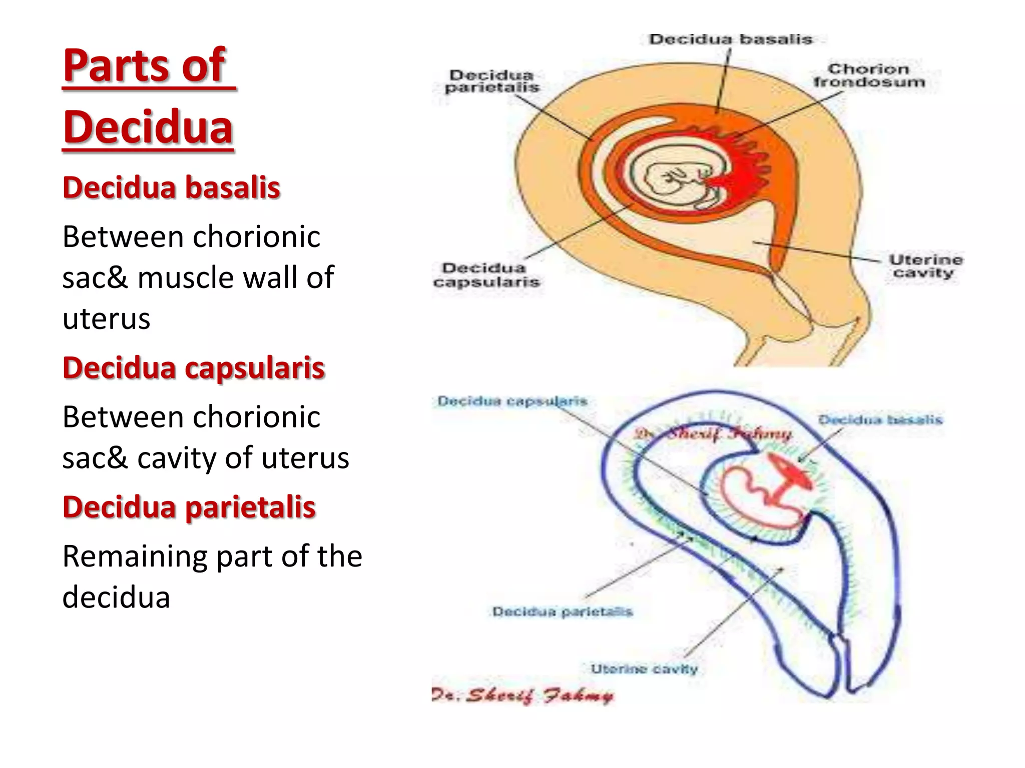 Fertilization, placenta, umbilical cord& amniotic fluid | PPTX