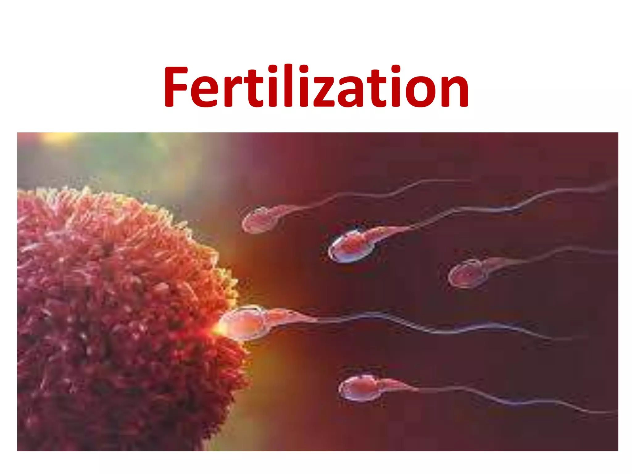 Fertilization, placenta, umbilical cord& amniotic fluid | PPTX