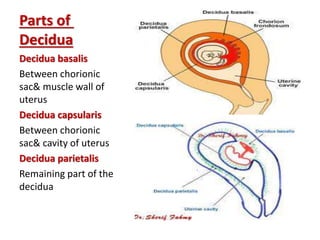 Fertilization, placenta, umbilical cord& amniotic fluid | PPT