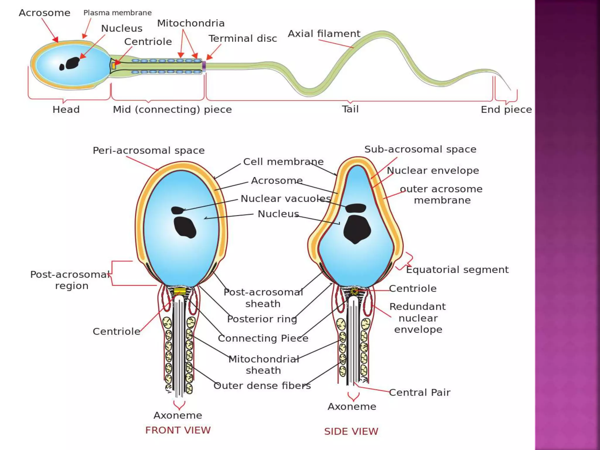 FERTILIZATION PPT.pptx